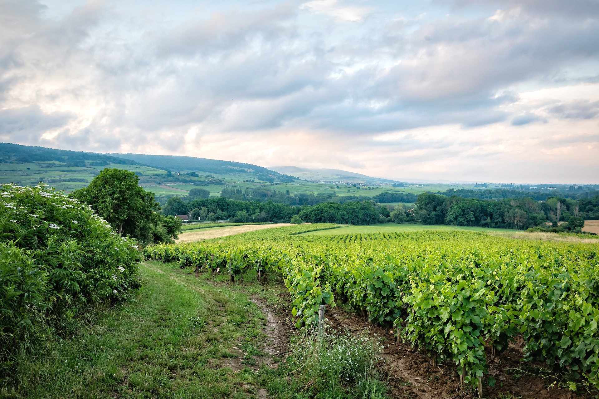 Виноградники во Франции - интересные курьезы, информация videosektor.net